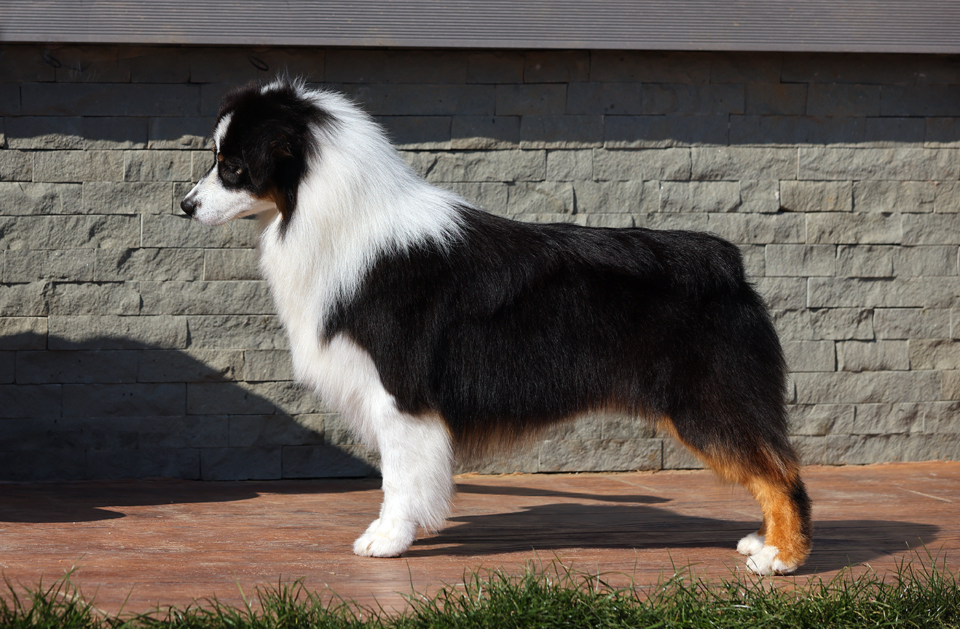 Aussie | AussiePride Australian Shepherd